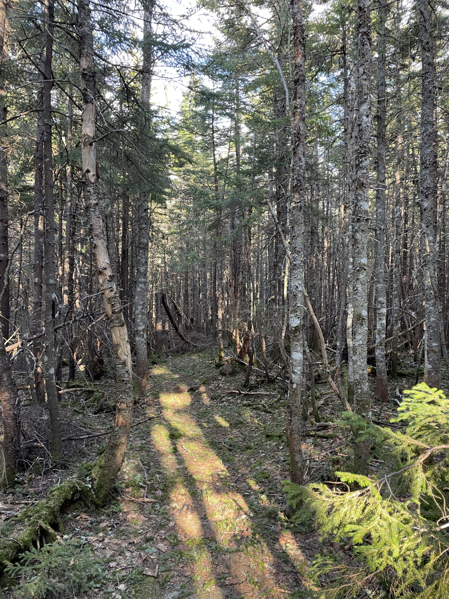 Grafton Notch Loop | 40 miles | ME - She Hikes Mountains