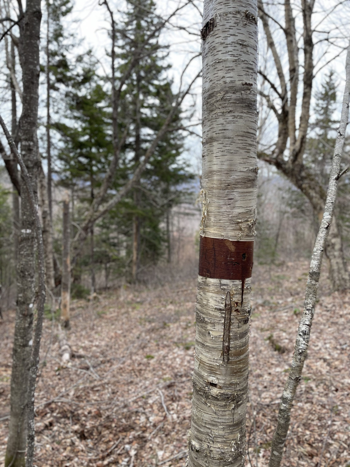 Grafton Notch Loop | 40 miles | ME - She Hikes Mountains