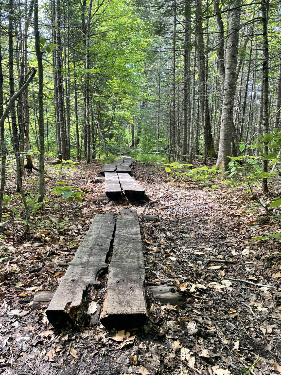 Mt. Carrigain | 4700 ft | NH - She Hikes Mountains
