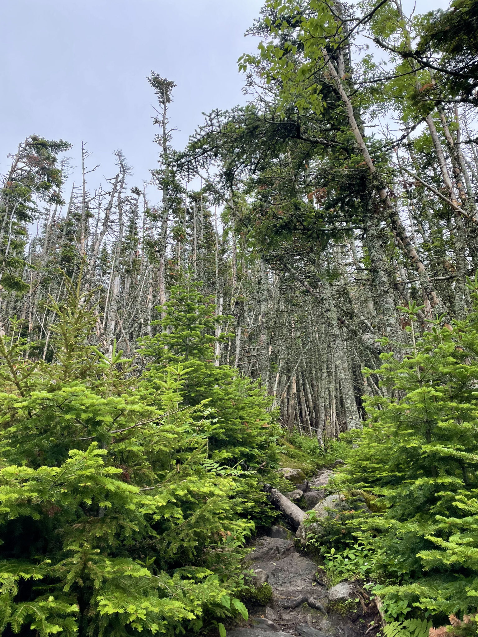 Mt. Isolation | 4004 ft | NH - She Hikes Mountains