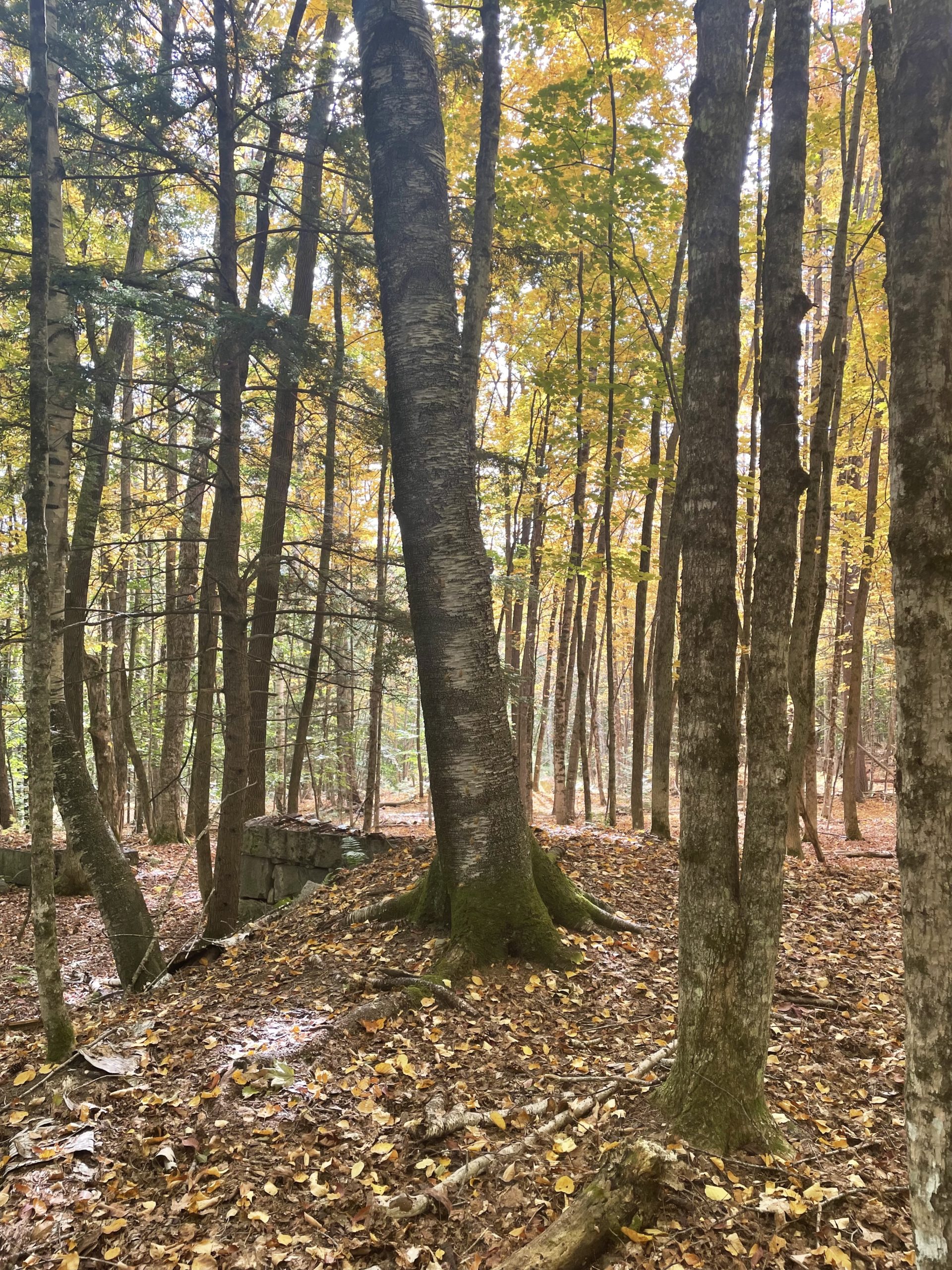 Mt. Tom | 1073 ft | ME - She Hikes Mountains