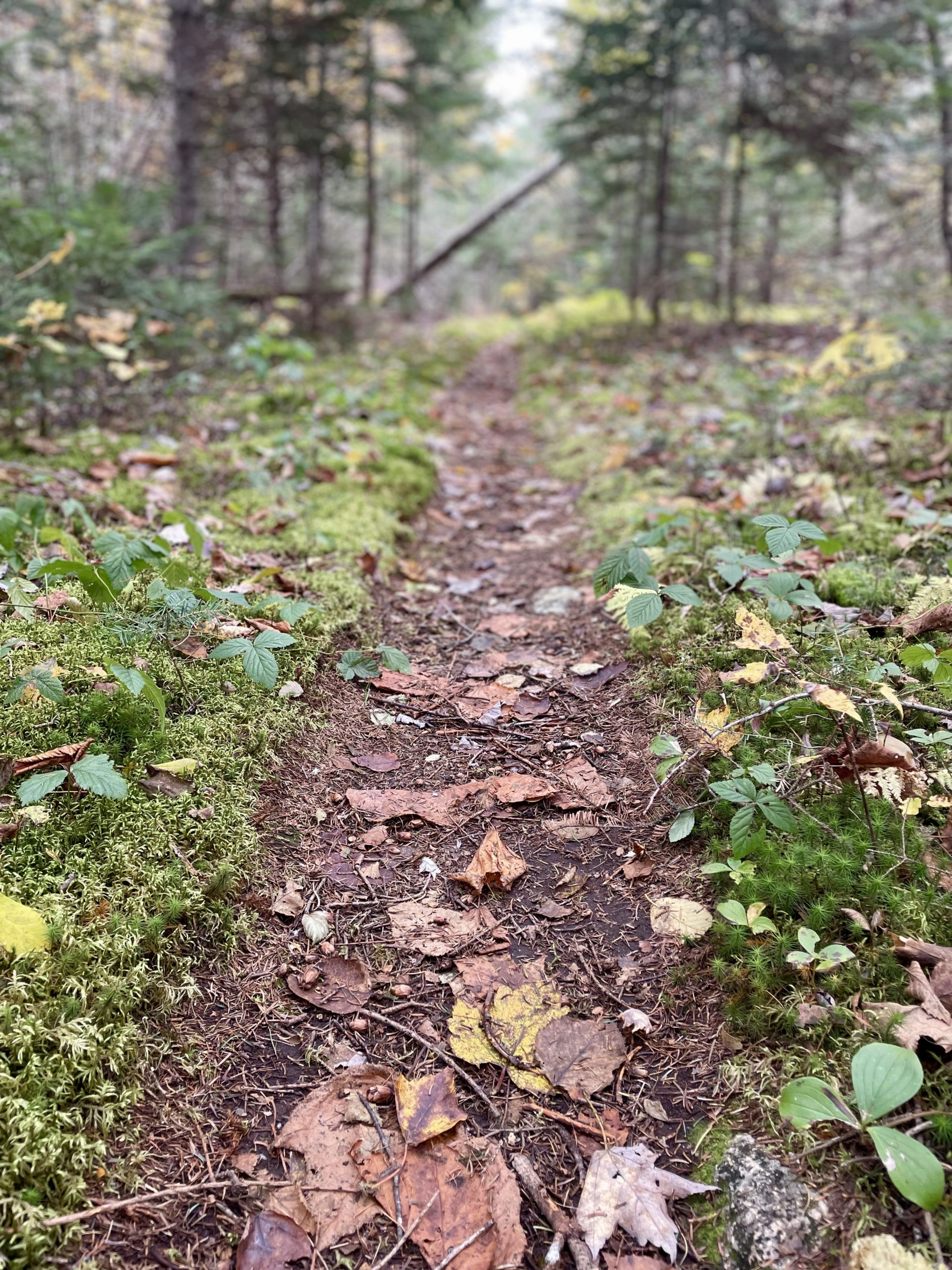 Doubletop Mtn | 3488 ft | ME - She Hikes Mountains